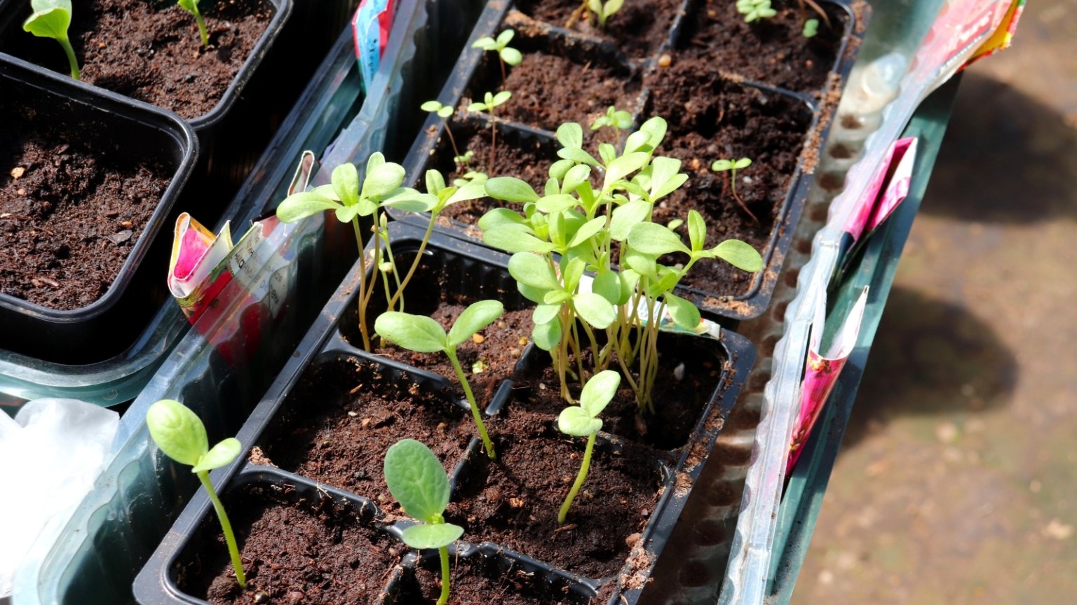 How to Grow Zinnias from Seed: A Beginner's Guide