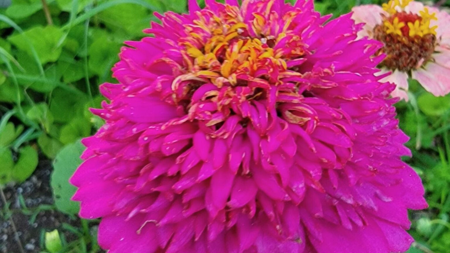 How to Direct Sow Zinnias in the Garden: 7 Seeding Tips