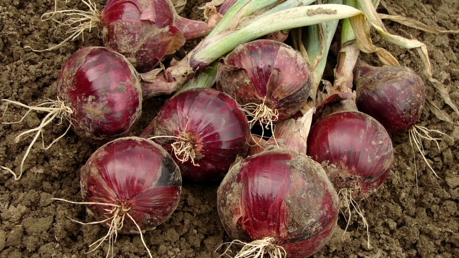 How to Plant, Grow, and Care for Red Onions