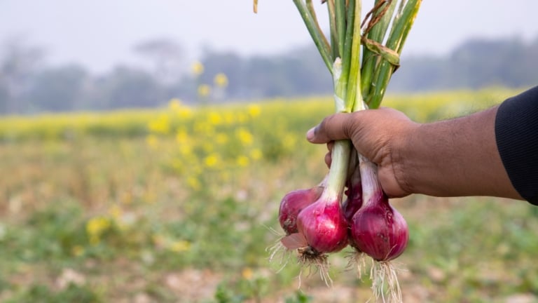 How to Plant, Grow, and Care for Red Onions