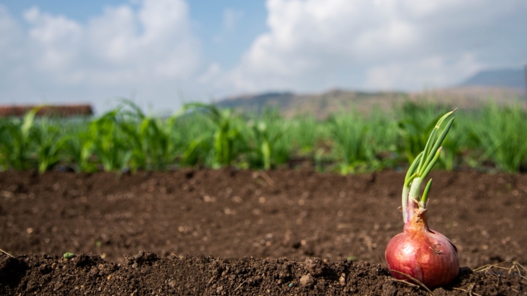 How to Plant, Grow, and Care for Red Onions