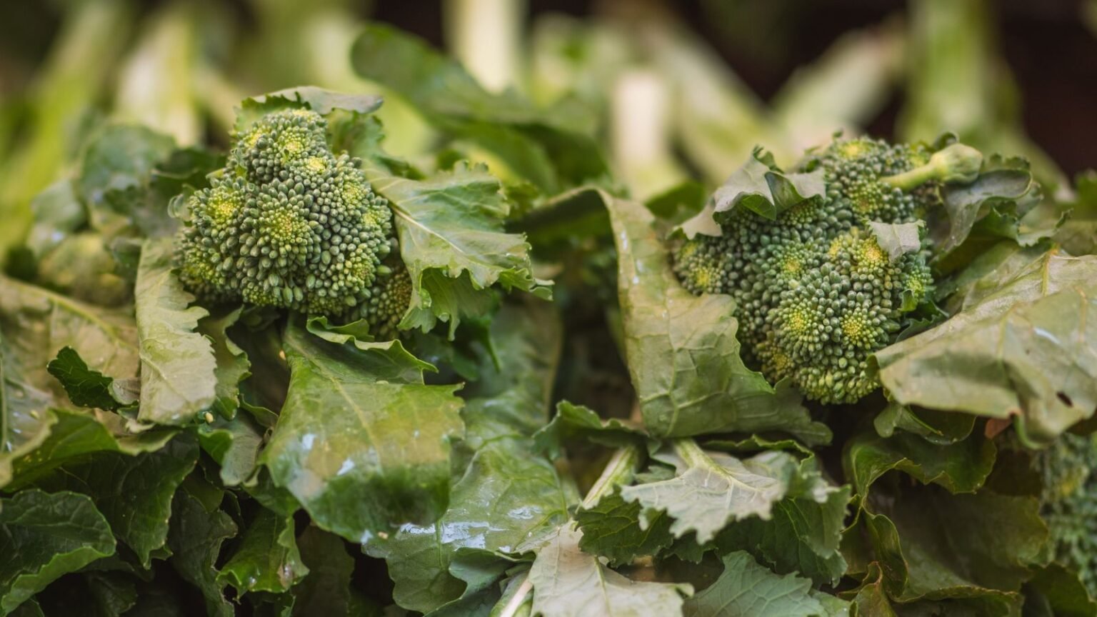 How to Plant, Grow, and Care for Rapini (Broccoli Rabe)