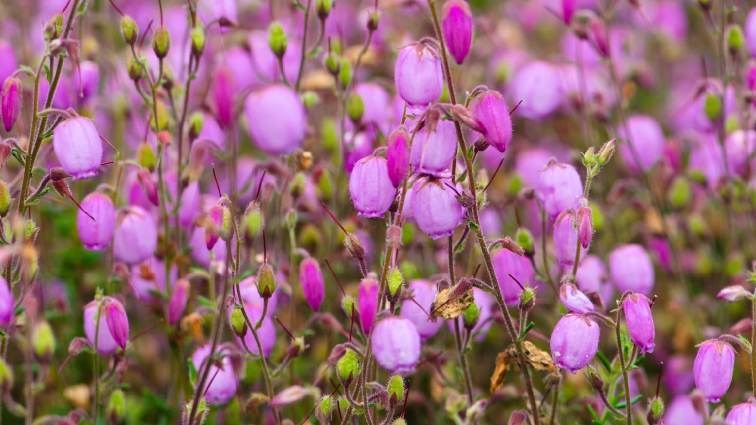 How to Plant, Grow, and Care For Irish Heath