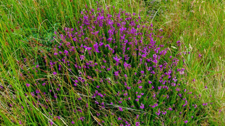 How to Plant, Grow, and Care For Irish Heath