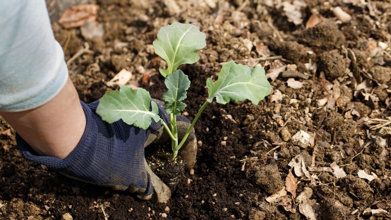 How to Plant, Grow, and Care for Rapini (Broccoli Rabe)