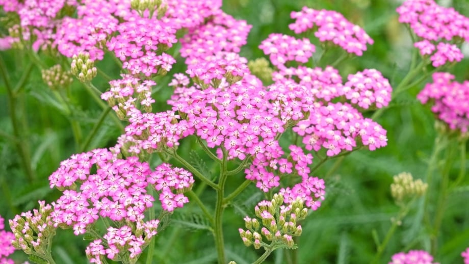 11 Interesting Plants Native to Ireland That You Can Grow at Home