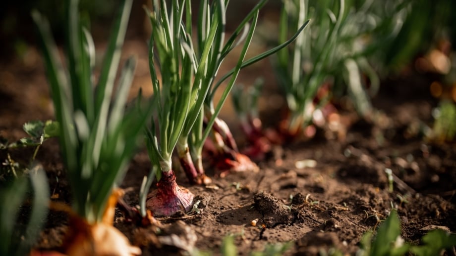 How to Plant, Grow, and Care for Red Onions