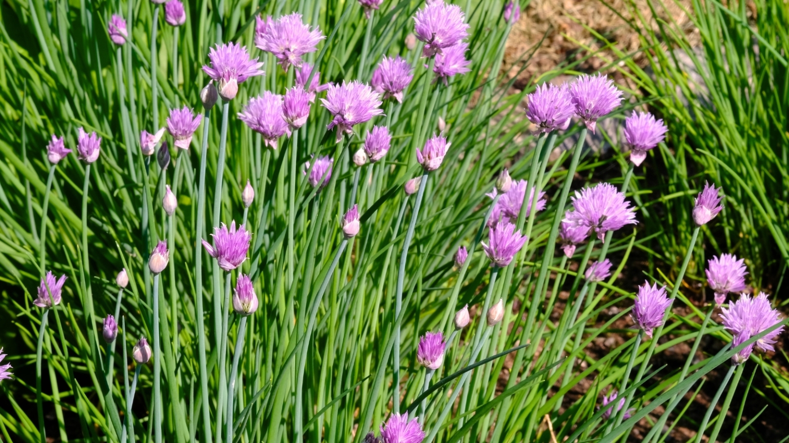 13 Traditional Irish Crops to Plant in Honor of St. Patrick's Day