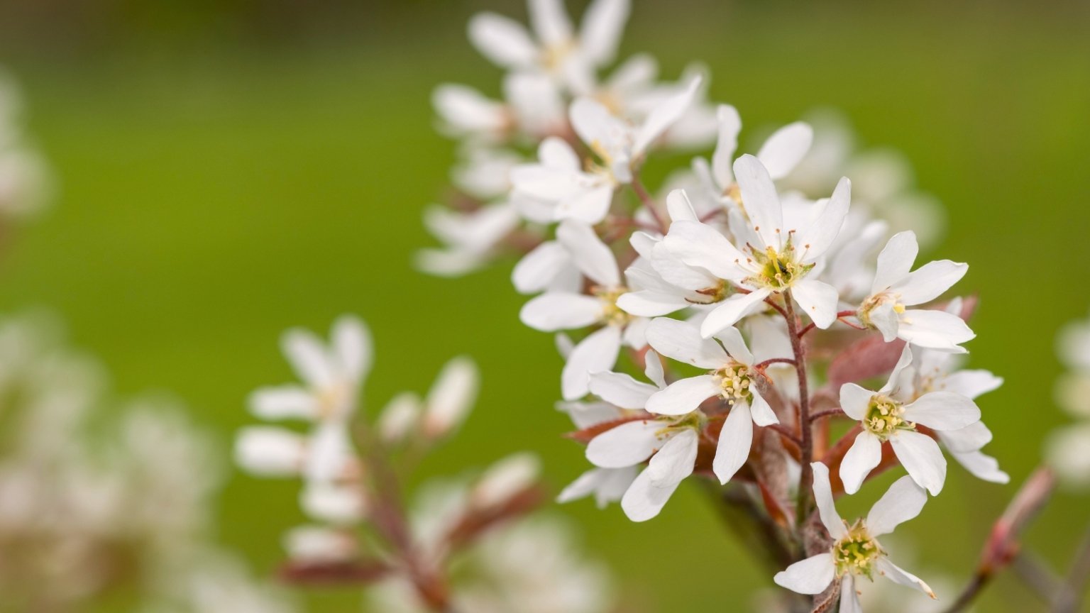 15 Early Spring Flowering Trees For Your Home Landscape