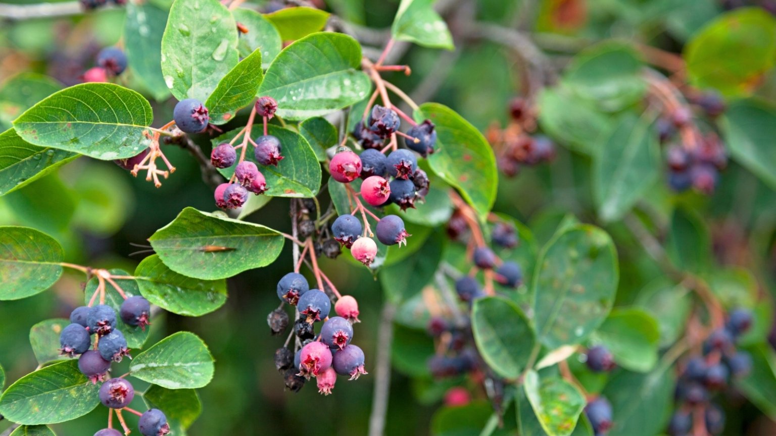 11 Berry Bushes You Can Plant in Early Spring