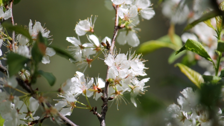 15 North American Native Plum Varieties With Ornamental Spring Flowers