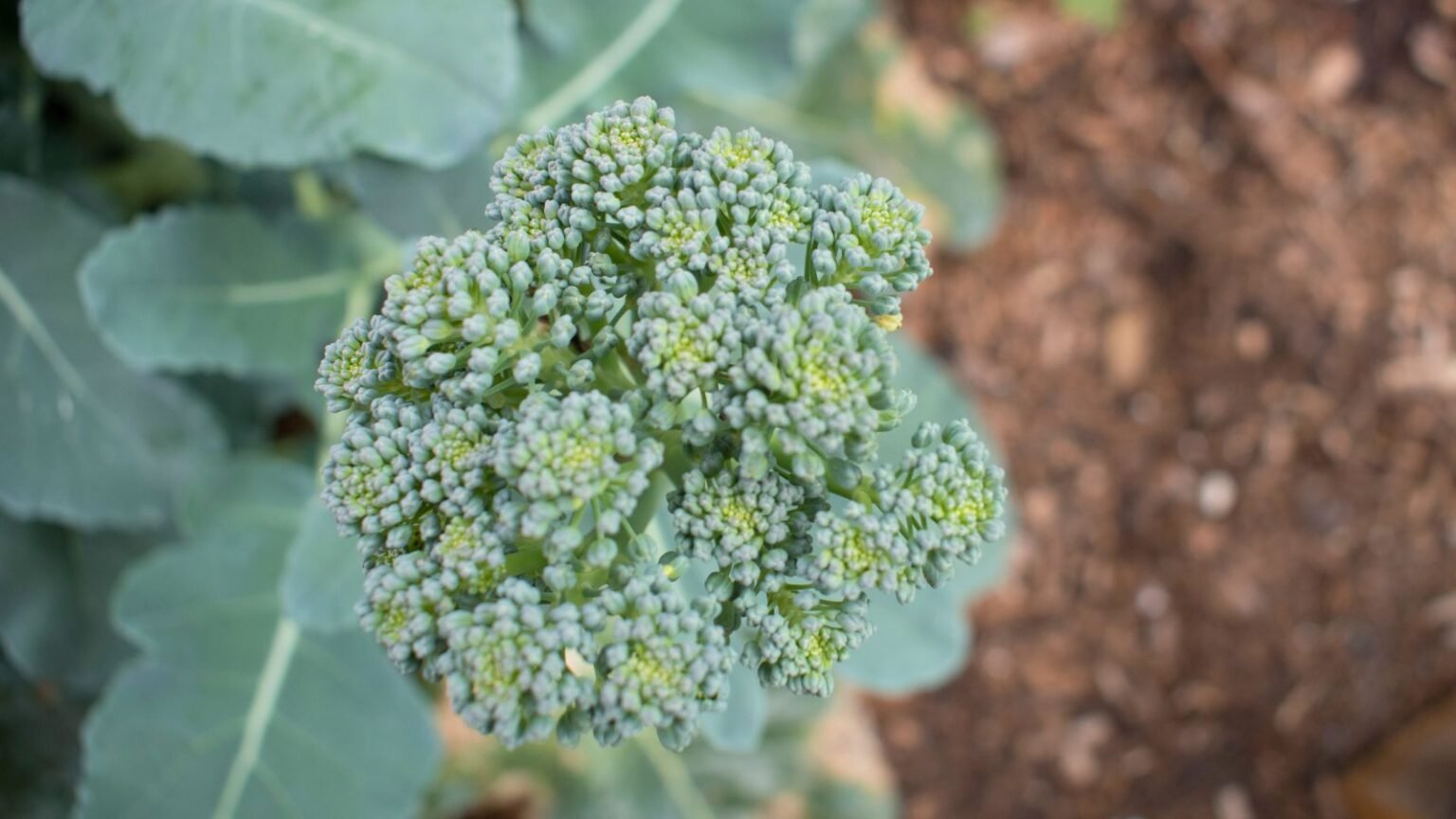 How to Plant, Grow, and Care for Rapini (Broccoli Rabe)