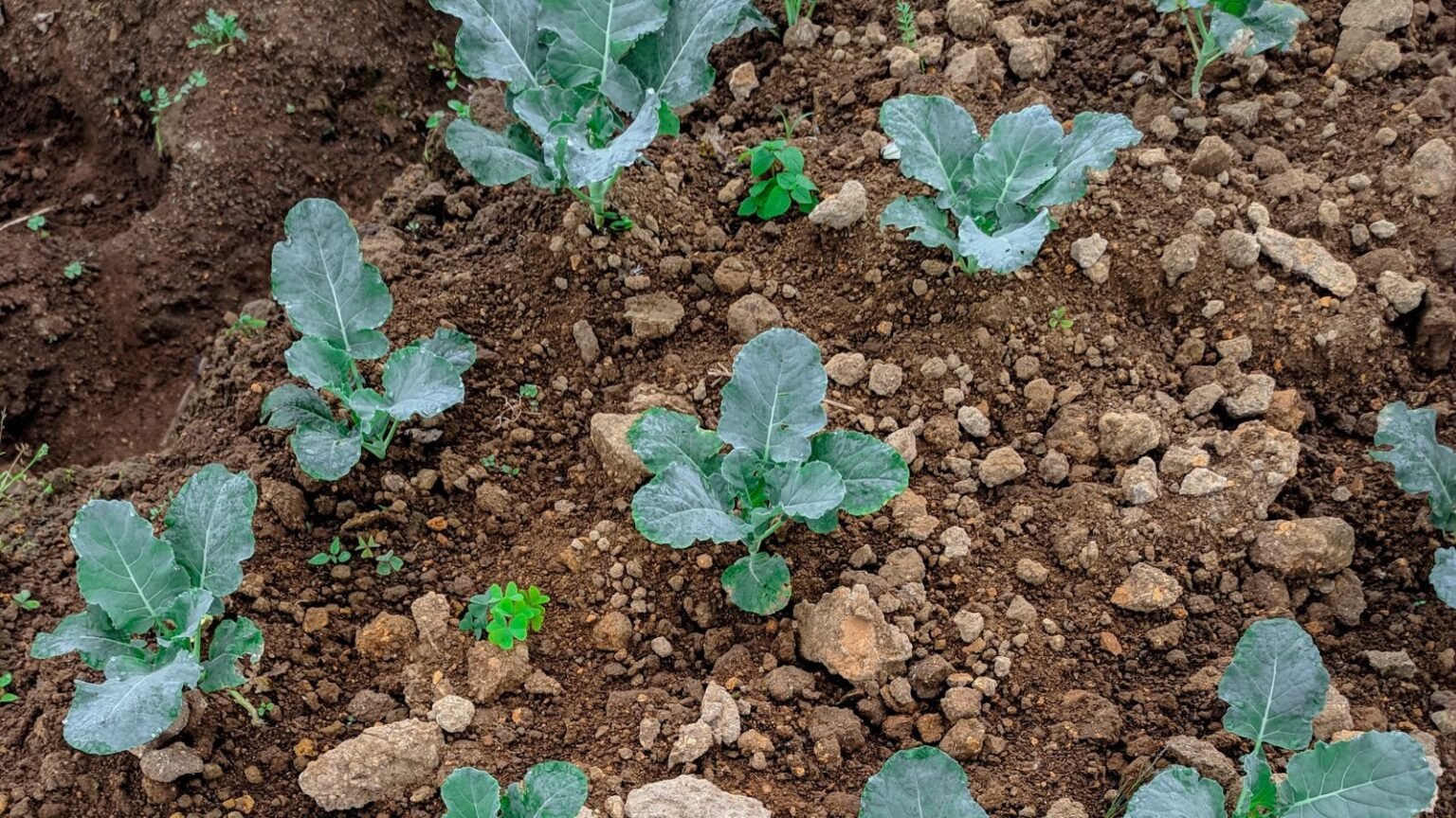 How to Plant, Grow, and Care for Rapini (Broccoli Rabe)