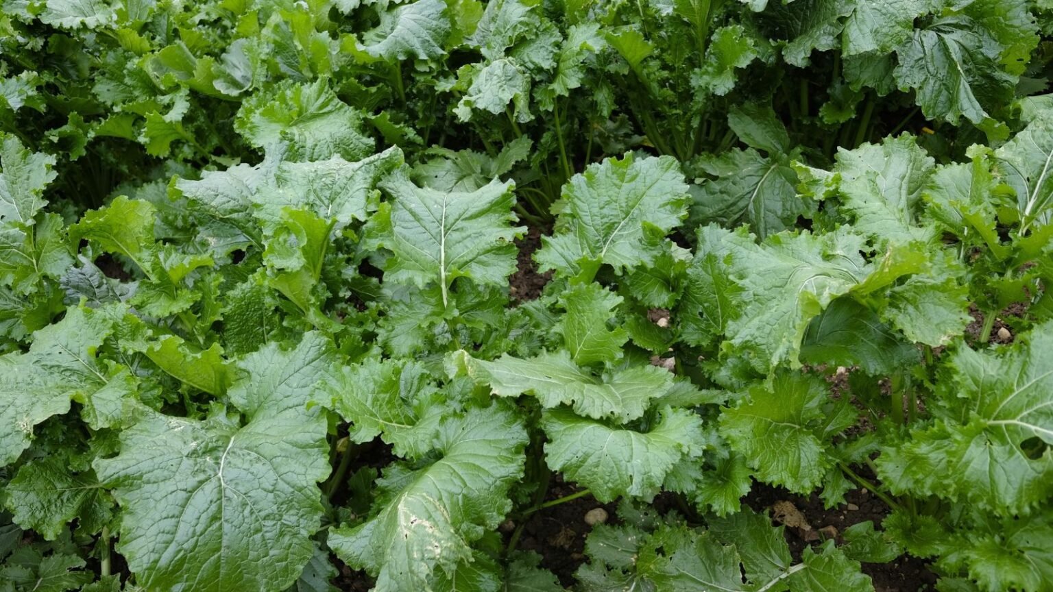 How to Plant, Grow, and Care for Rapini (Broccoli Rabe)