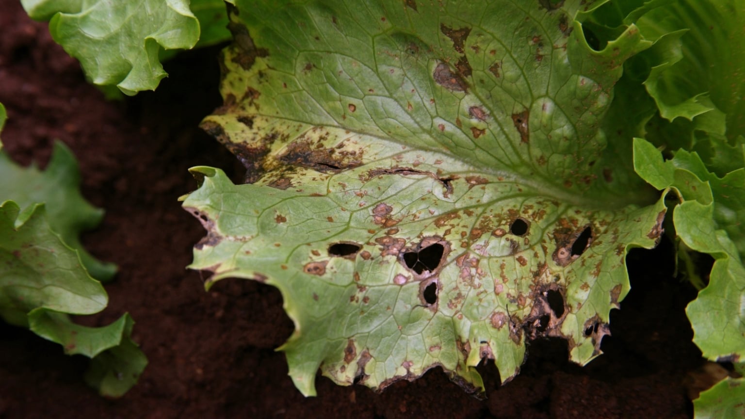 How to Plant, Grow, and Care for Bibb Lettuce