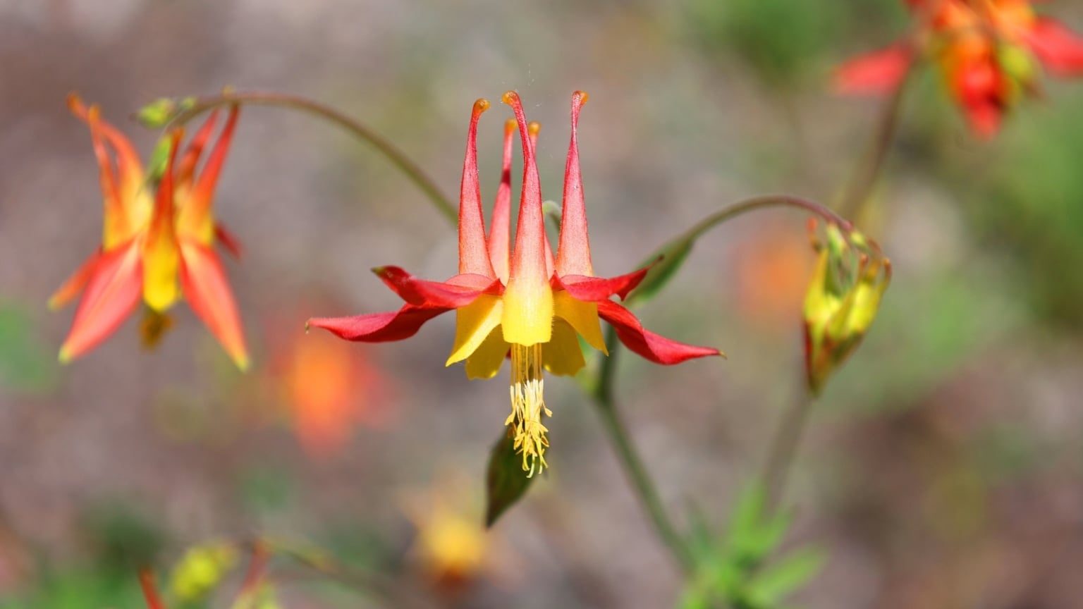 15 Native Woodland Plants to Grow This Spring