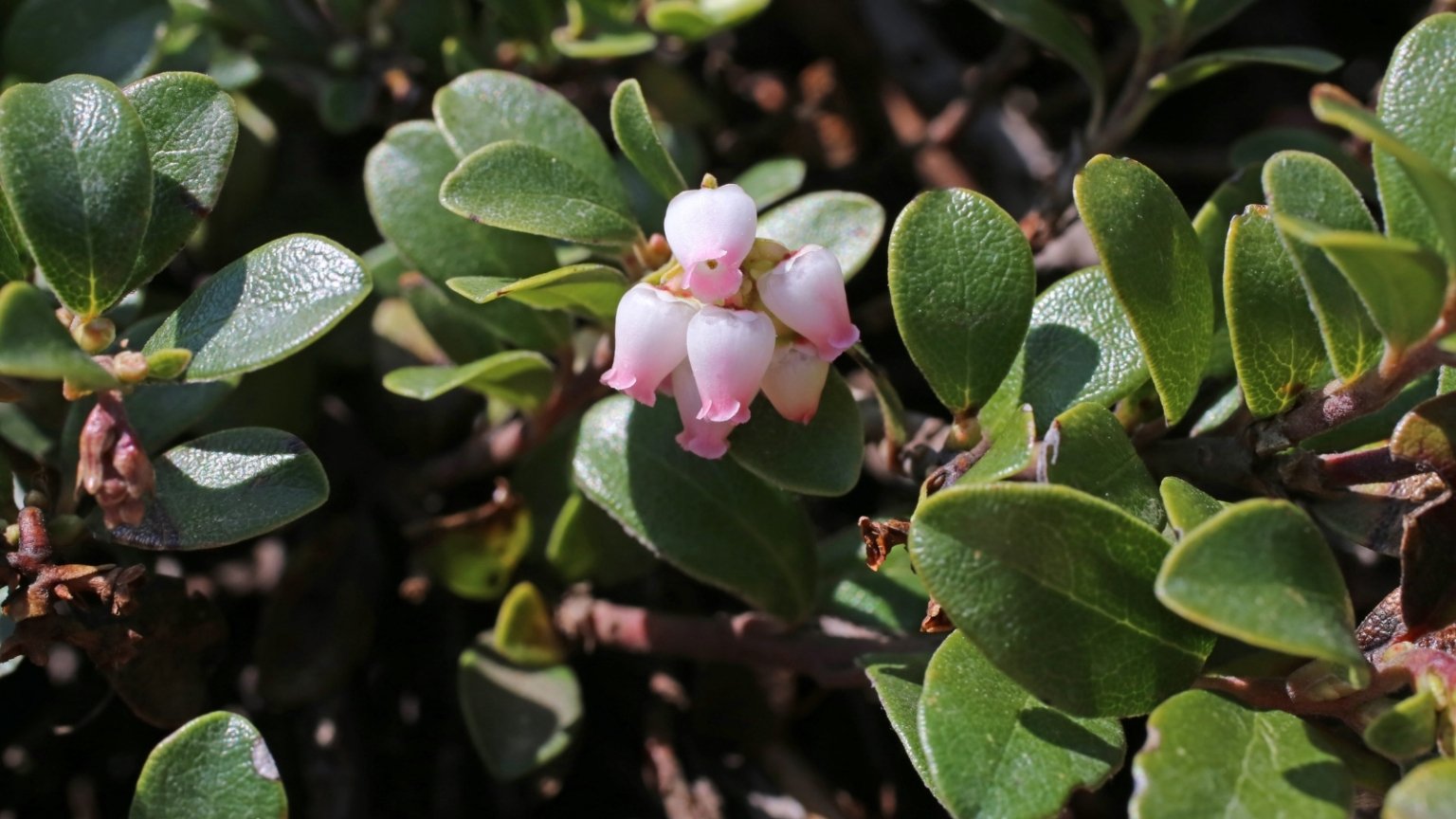 59 Short Perennial Plants For Garden Edges and Borders