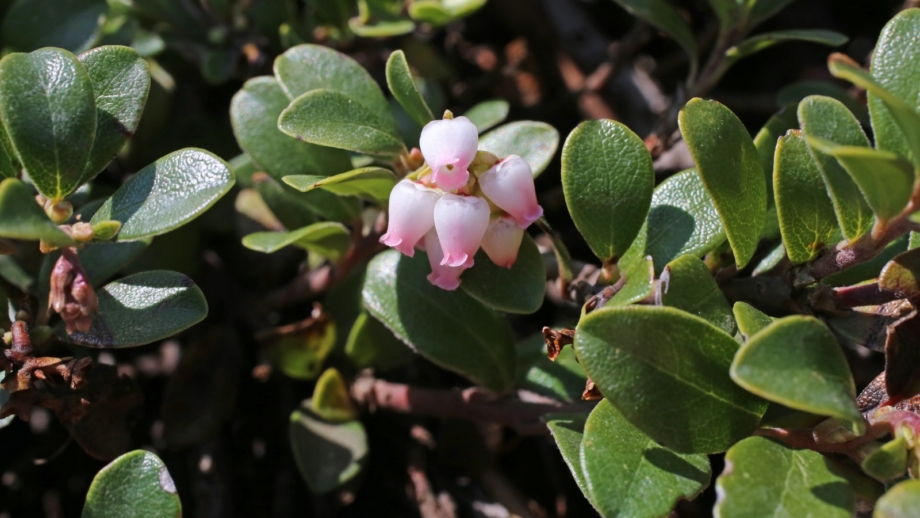 59 Short Perennial Plants For Garden Edges and Borders