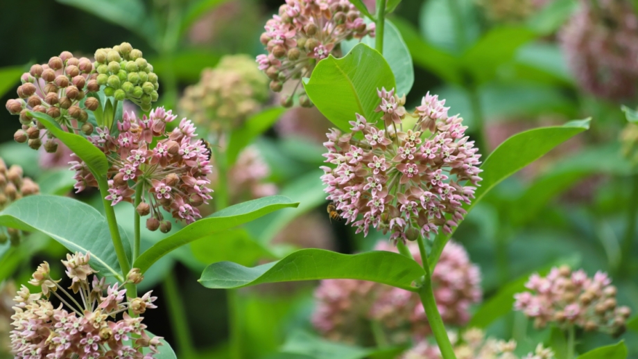17 Native Wildflowers for Carolina Gardens