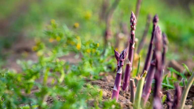 11 Vegetables So Productive You Should Only Grow One Plant