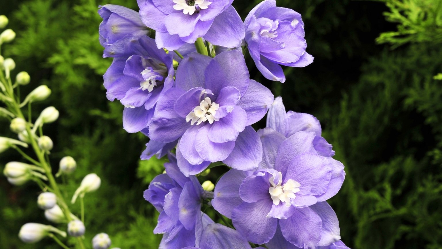 11 Best Perennial Delphinium Varieties to Grow This Year