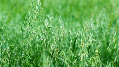 13 Traditional Irish Crops to Plant in Honor of St. Patrick's Day