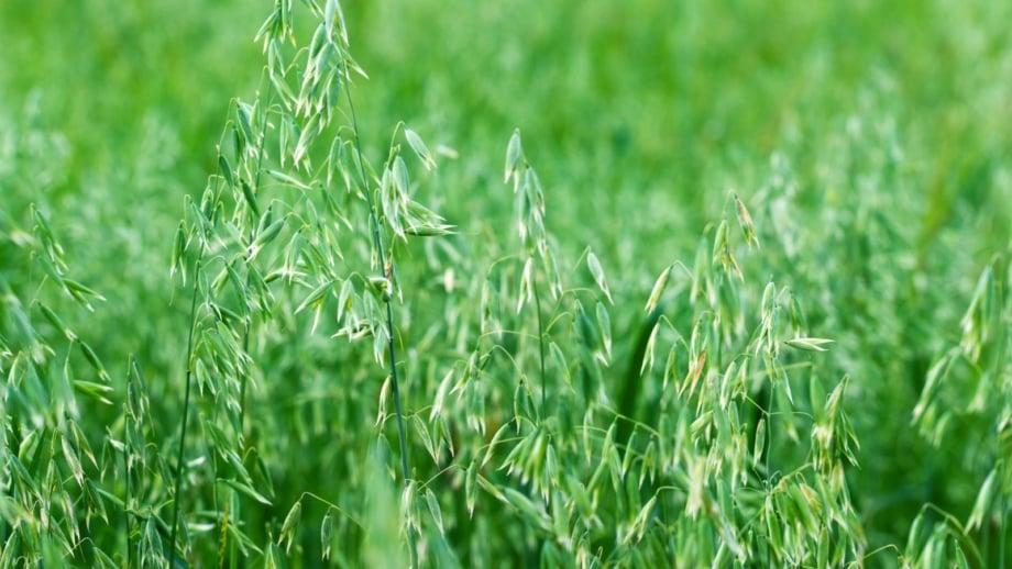 13 Traditional Irish Crops to Plant in Honor of St. Patrick's Day