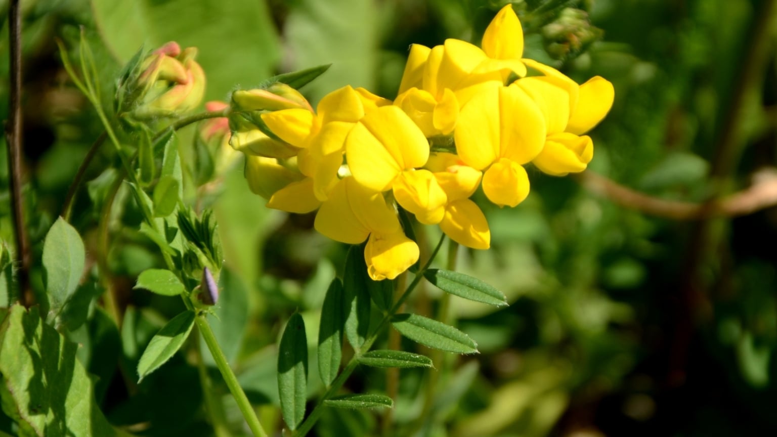 17 Native Wildflowers for Carolina Gardens
