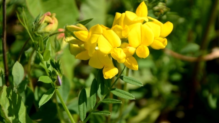 17 Native Wildflowers for Carolina Gardens