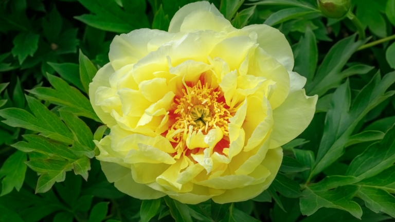 How to Plant, Grow, and Care For Itoh Peonies