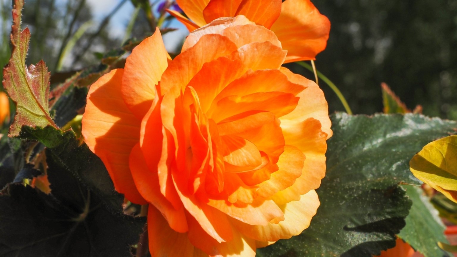 57 Orange Flowers With Names and Pictures