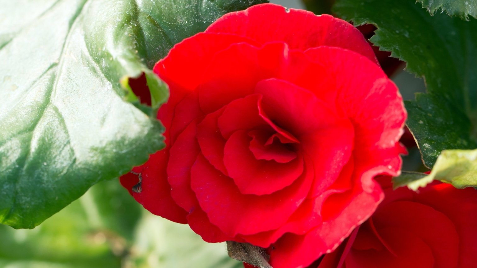 15 Tips For Growing Beautiful Begonias in Pots or Containers