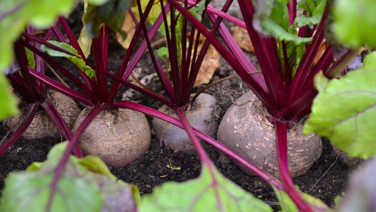 26 Types Of Beet You Need To Grow