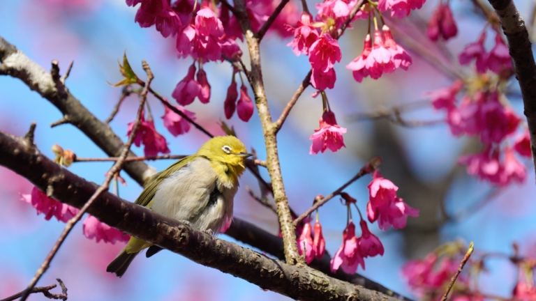How to Plant, Grow, and Care for 'Taiwan' Flowering Cherry Trees