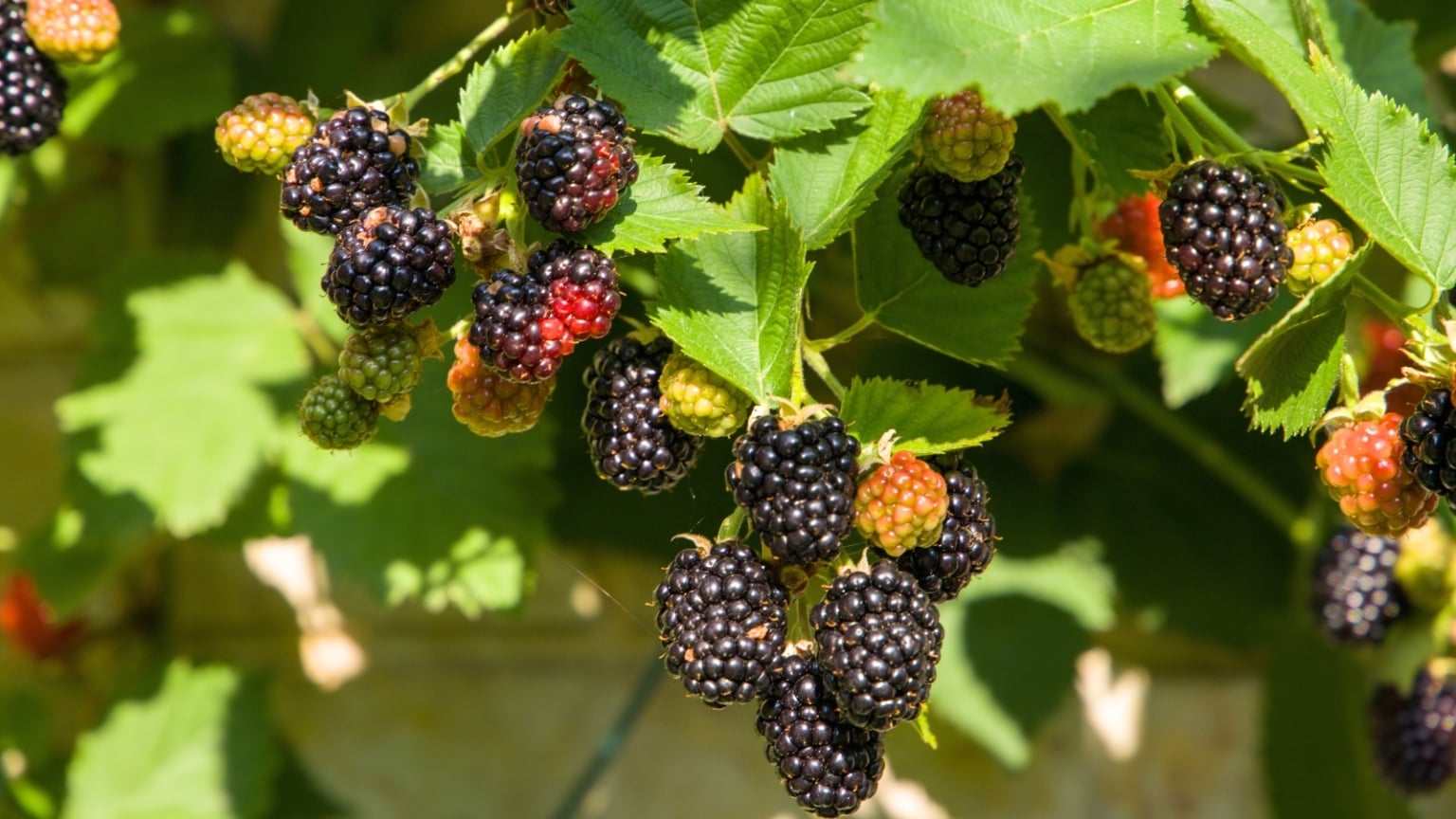11 Berry Bushes You Can Plant in Early Spring