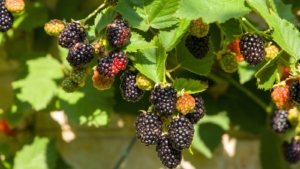 11 Berry Bushes You Can Plant in Early Spring