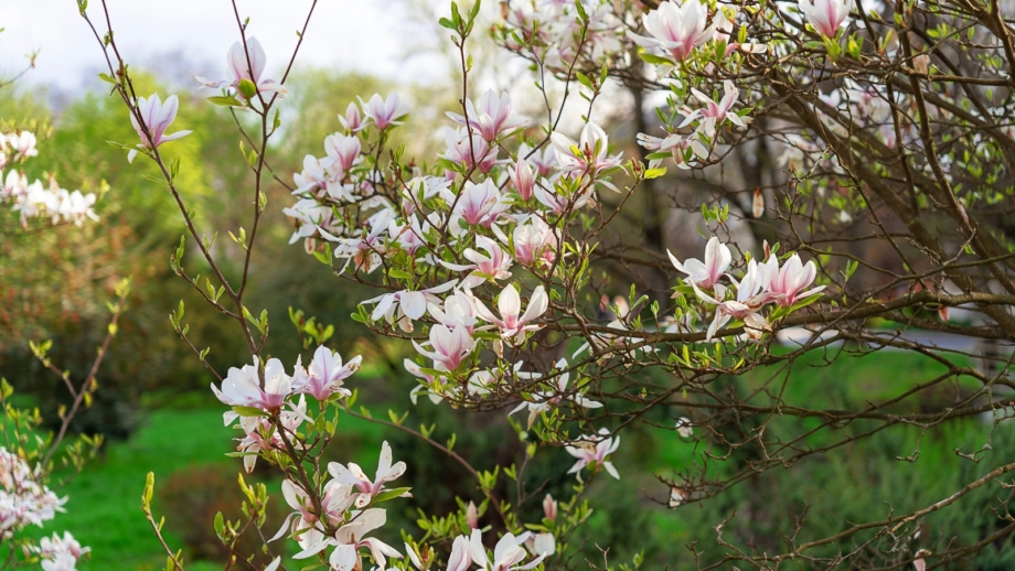 How to Plant, Grow, and Care for Saucer Magnolia Trees
