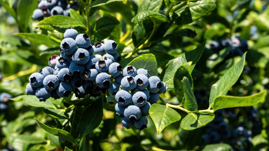 11 Berry Bushes You Can Plant in Early Spring