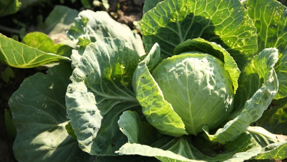 How to Plant, Grow, and Care for Cabbage