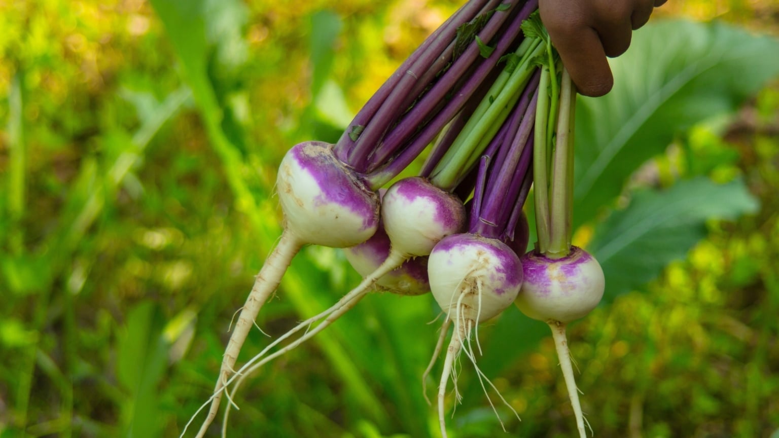 13 Crops You Should Only Direct Sow