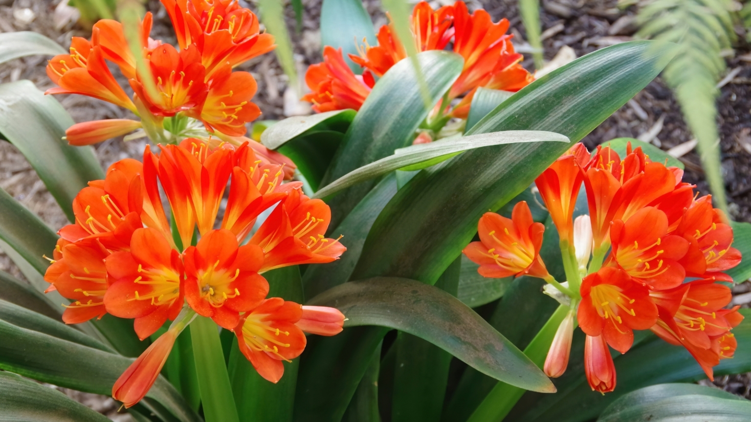 How to Plant, Grow, and Care for Clivia
