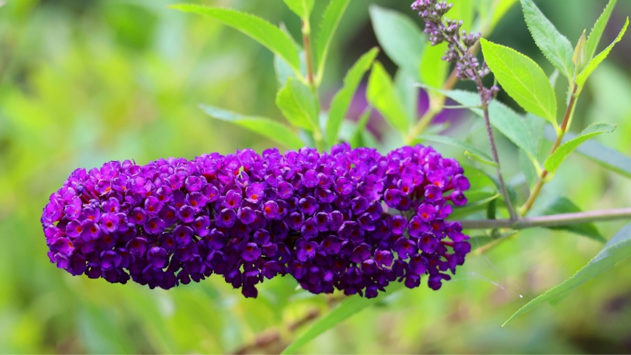 9 Plants You Should Cut Back Severely in March