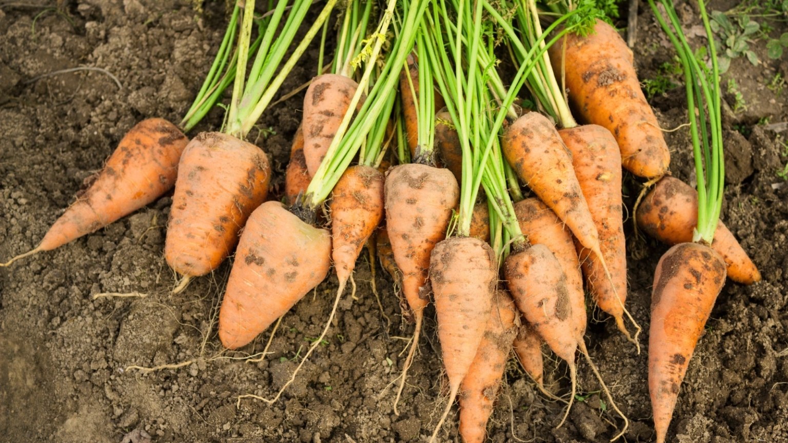 How to Plant, Grow, and Care for 'Chantenay' Carrots