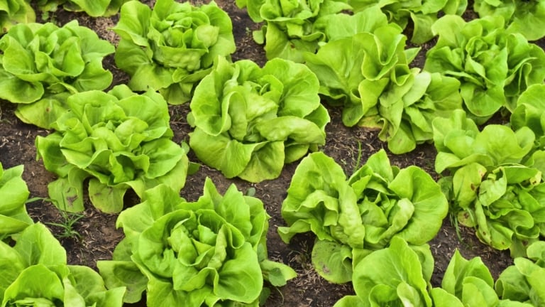 How to Plant, Grow, and Care for Bibb Lettuce
