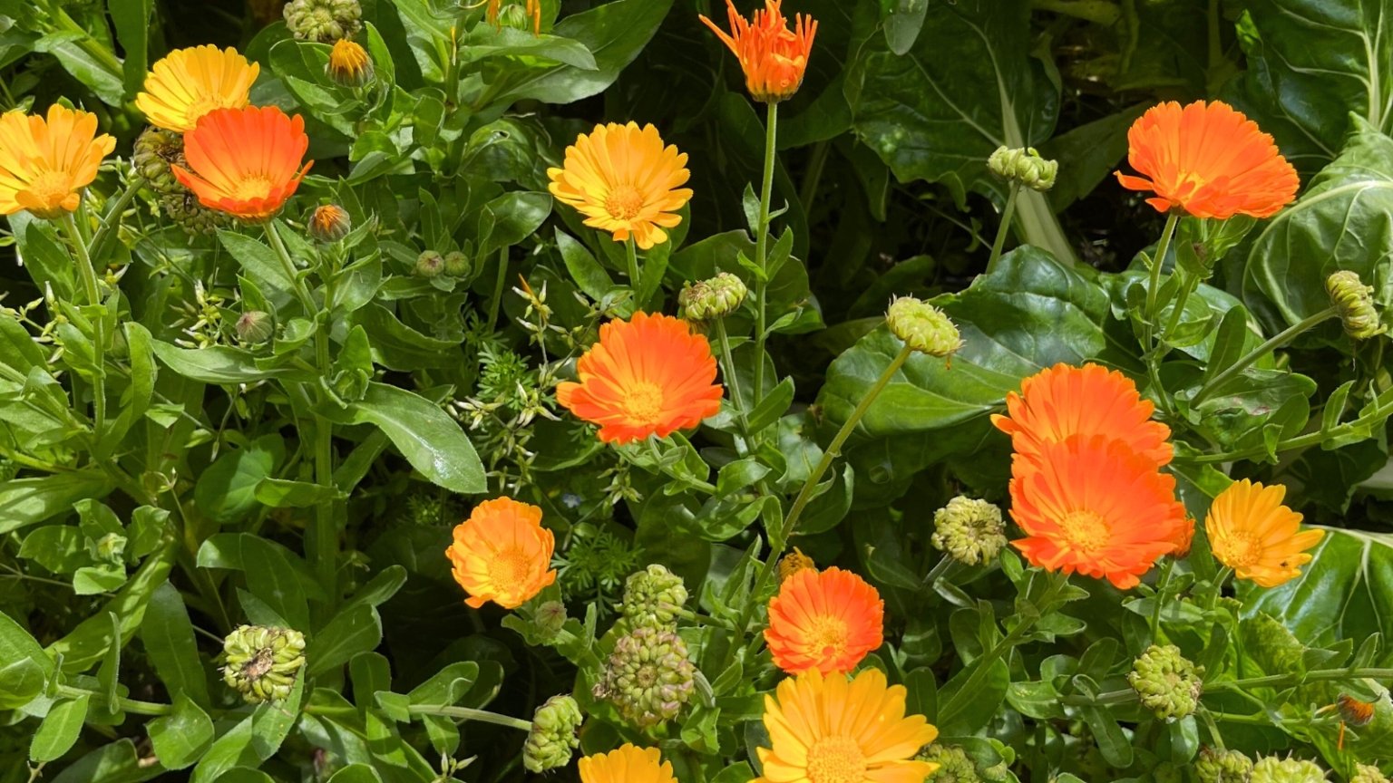 15 Annual Flowers That Bloom in Early Spring