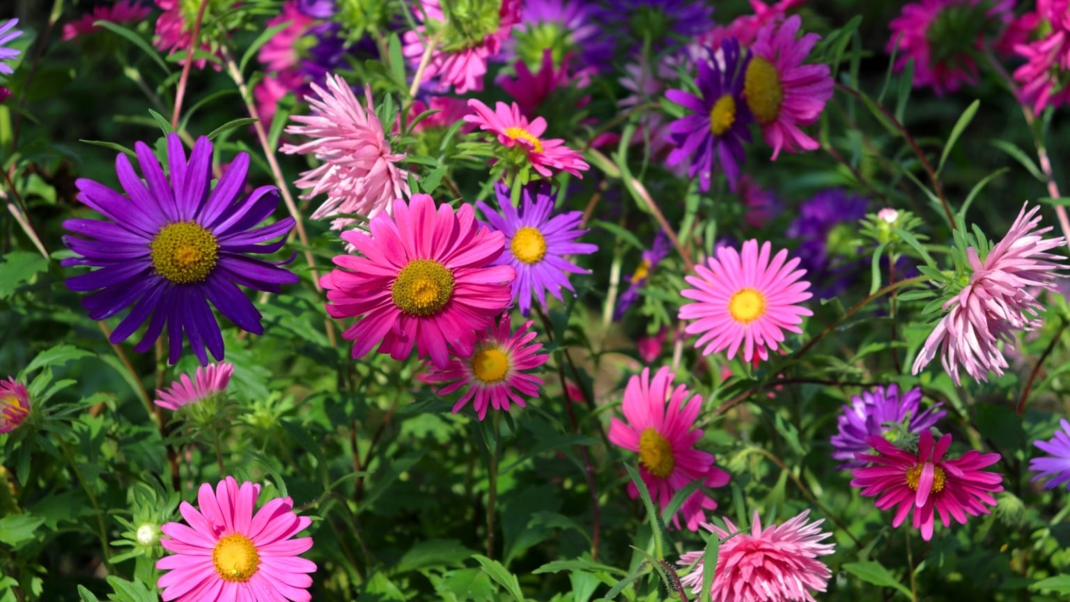 15 Best Flowers You Can Plant in September for Fall Blooms