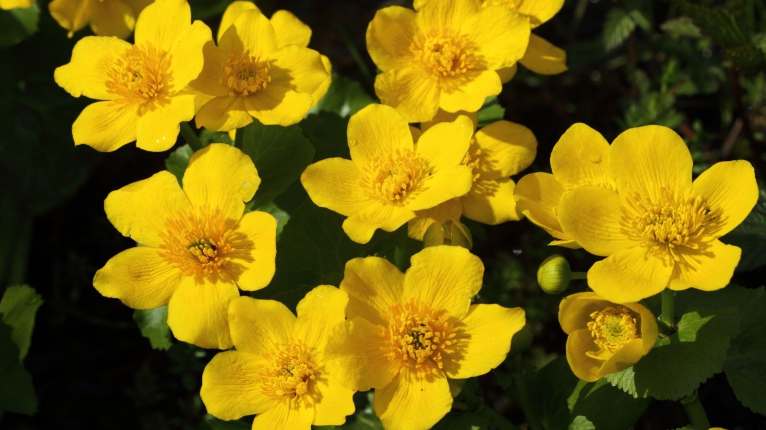 21 Native Wildflowers for Michigan Gardens