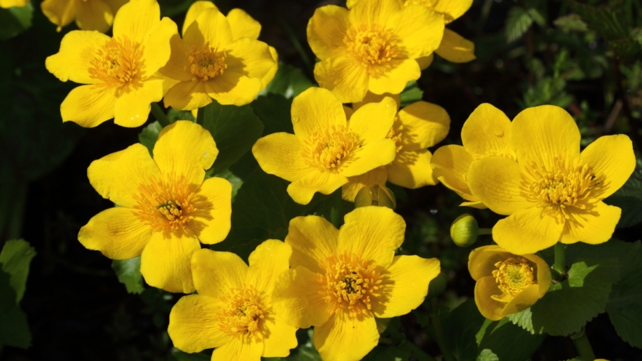 21 Native Wildflowers for Michigan Gardens