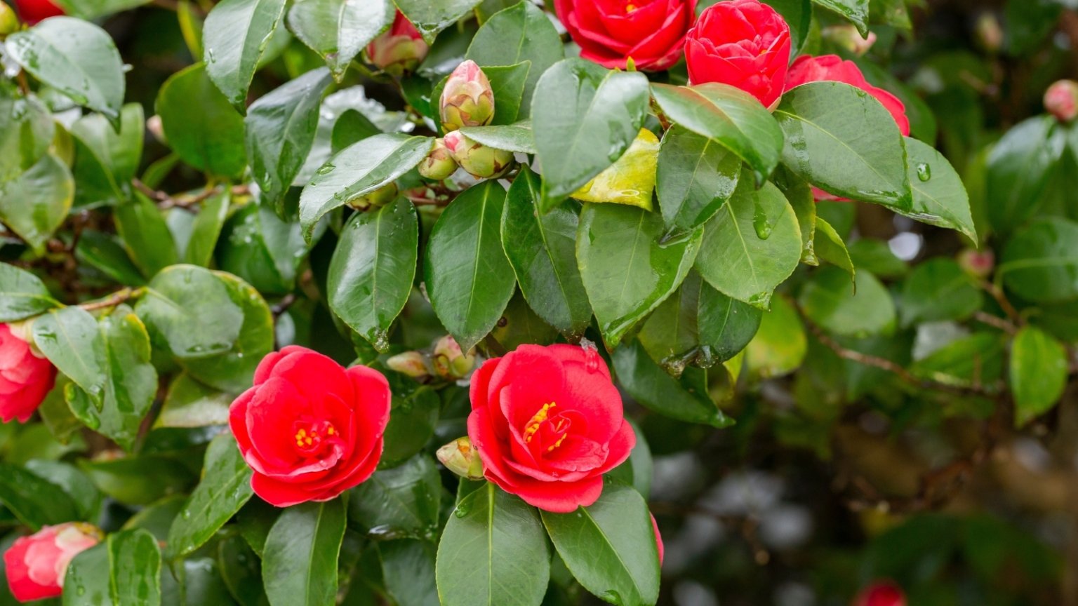 15 Early Spring Flowering Trees For Your Home Landscape