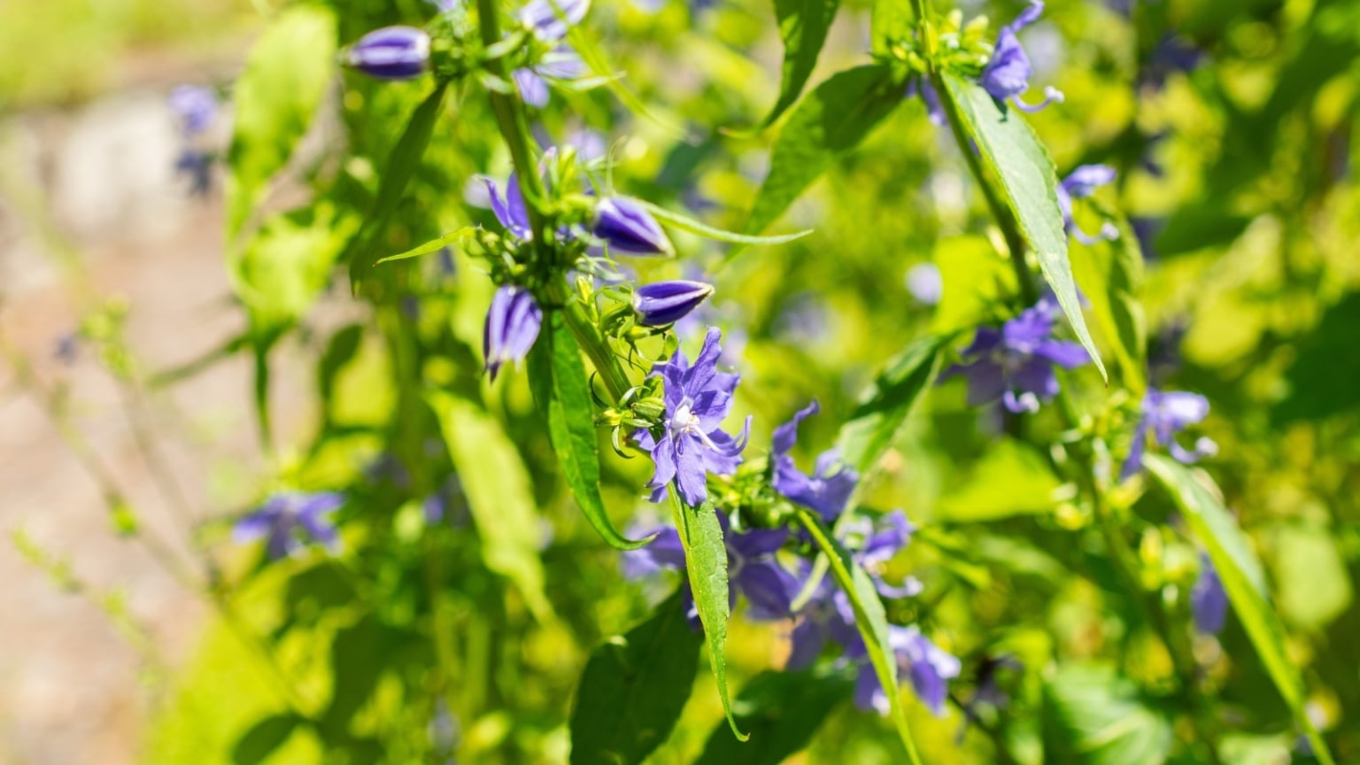 17 Native Wildflowers for Carolina Gardens